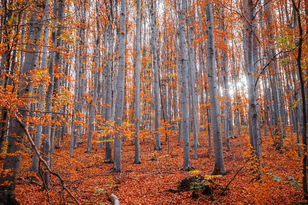 Chasing the Last Weeks of Fall in North Michigan | Travel in Michigan