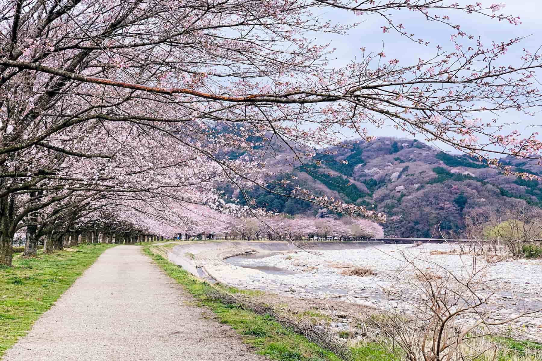 10 Best Places to See Cherry Blossoms in Japan