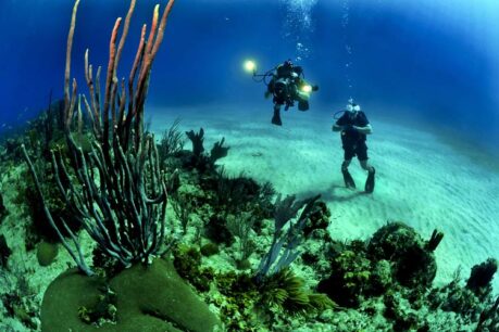 Exploring French Polynesia's Underwater World: Scuba Diving