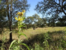 Texas Hill Country: Home to Charming Towns of Wimberley and Driftwood