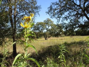 Texas Hill Country: Home to Charming Towns of Wimberley and Driftwood