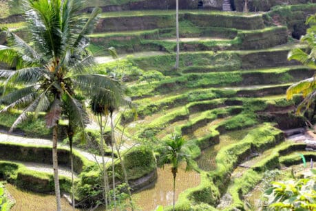 Things to do in Ubud: The Heart and Soul of Bali