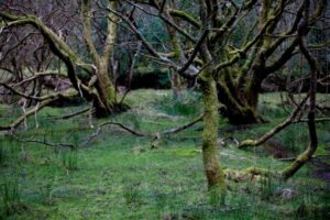 Irish Folklore: Take a Journey Through the Mystical Midlands of Ireland