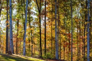 Following the Fall Colors in the USA from Maine to Tennessee