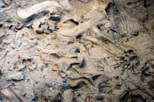 A Walk Through Time in Utah: Dinosaur National Monument