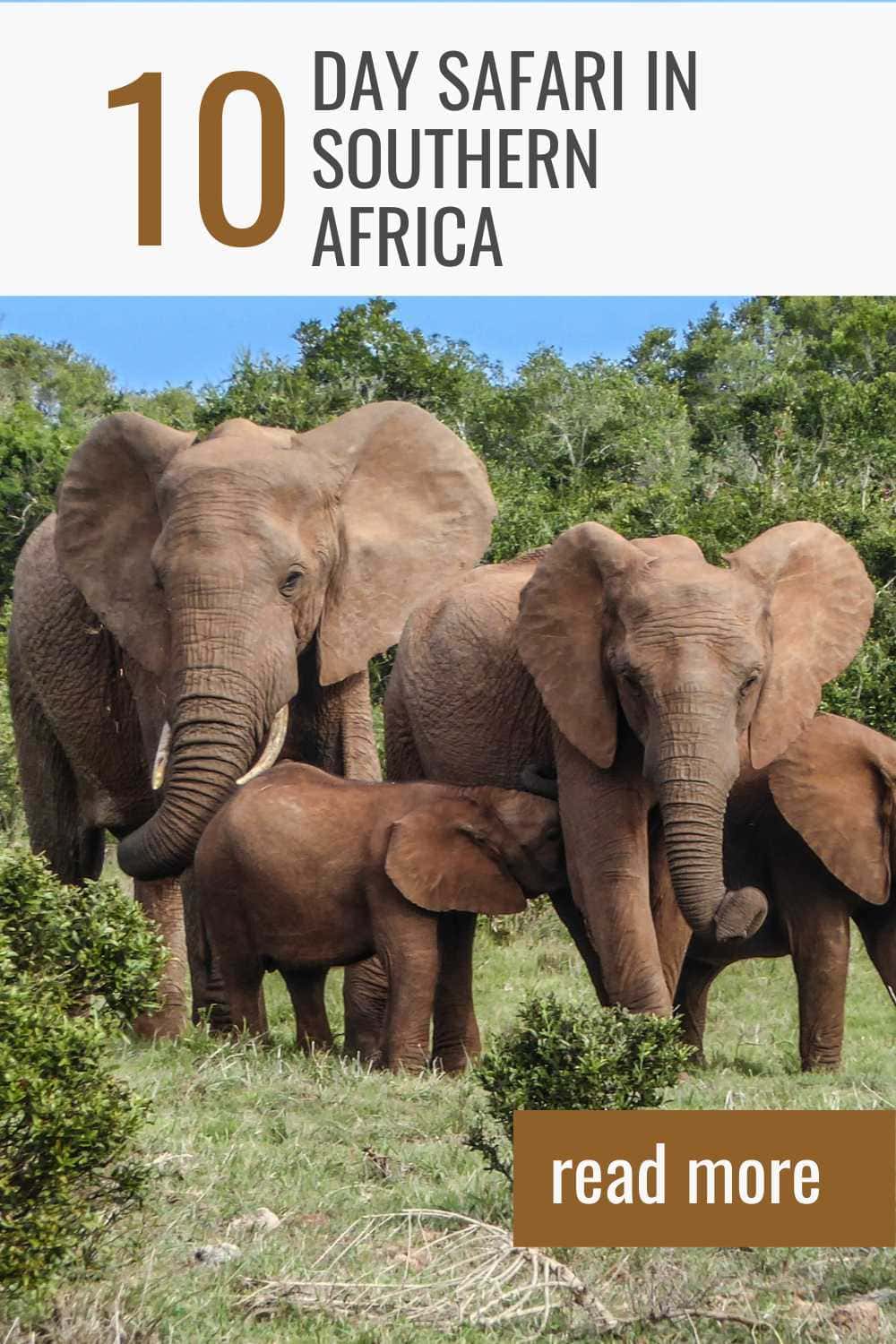 This 4-Country Land & Cruise Safari is Perfect Introduction to Southern Africa