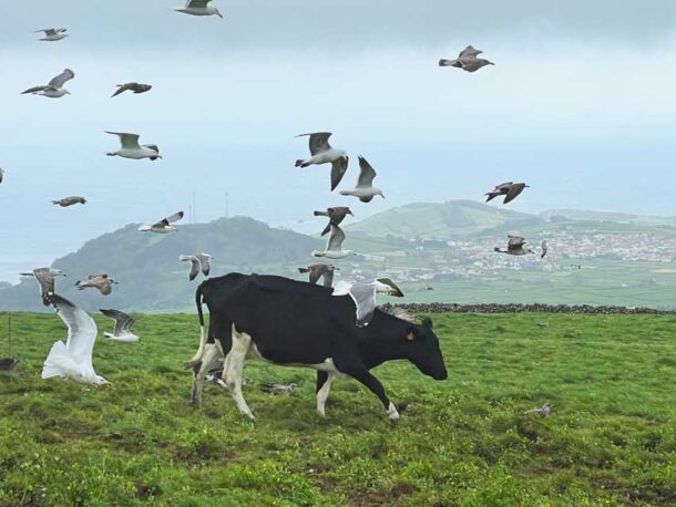 Visiting the Azores: The Wild and Wondrous Terceira Island