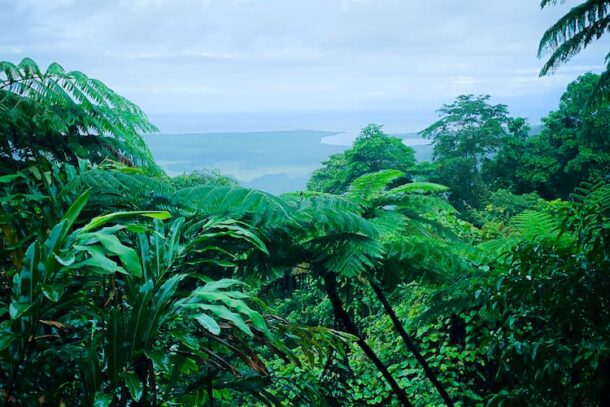Inside of the World's Oldest Rainforest