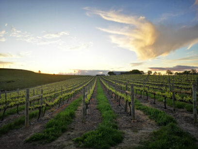 Elgin, South Africa: Discover This Hidden Gem
