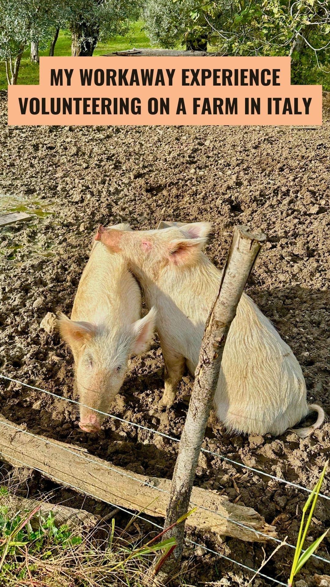 An Unfiltered Look at Workaway Farm Life in Italy