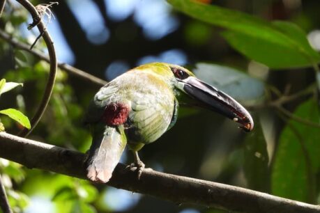 Bird Watching in Cali: Colombia's Top Birding Destination