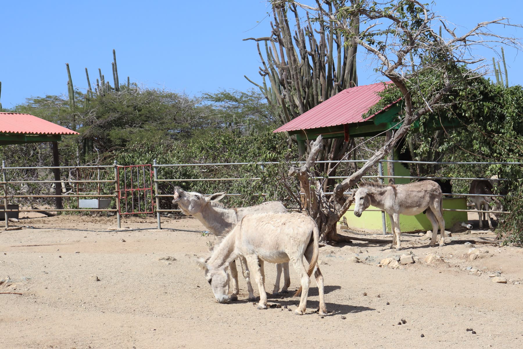 The Donkey Sanctuary in Aruba Offers a Peaceful, Fun Experience