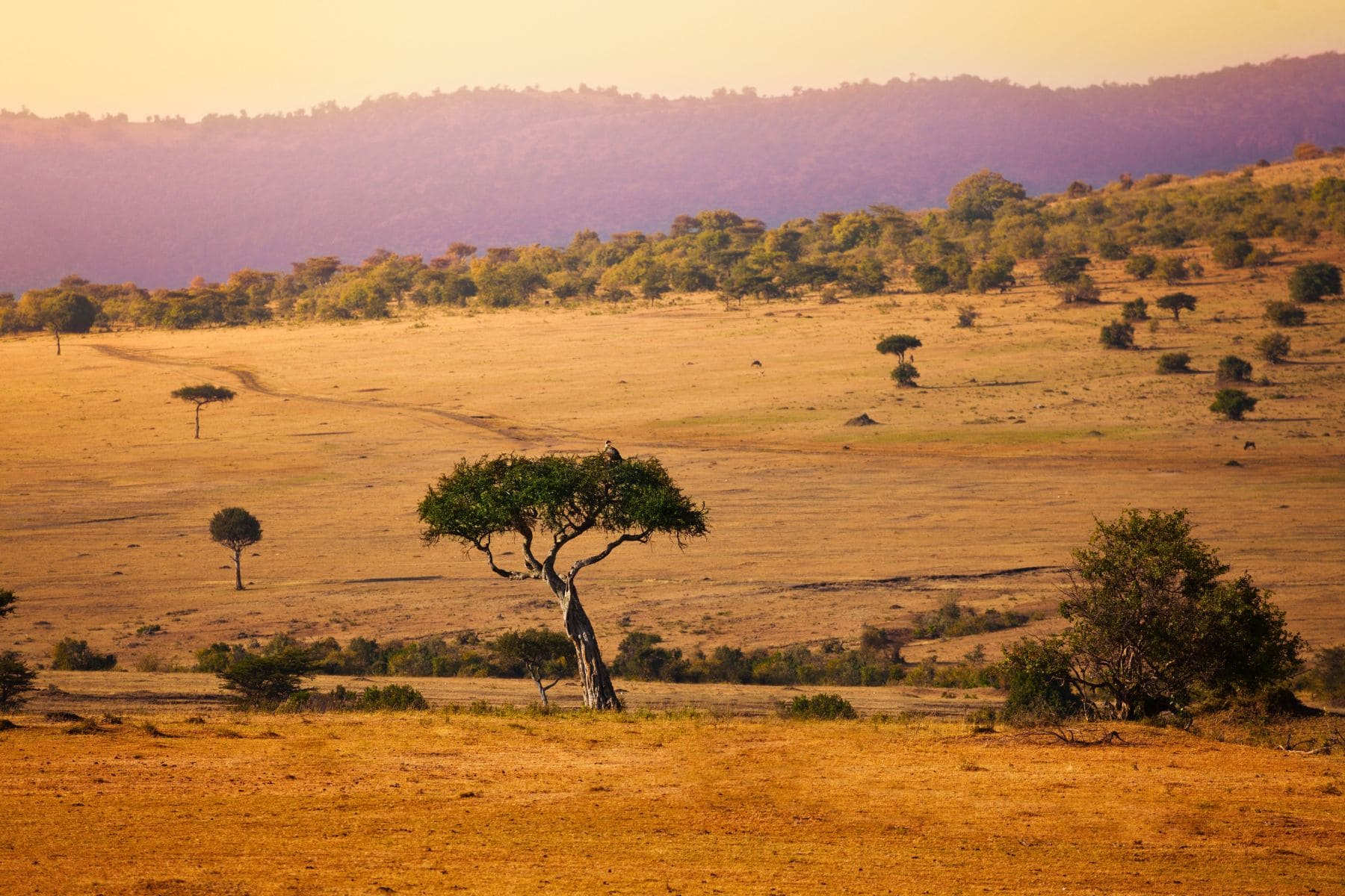 The Best of Kenya: Safari Magic and Coastal Paradise