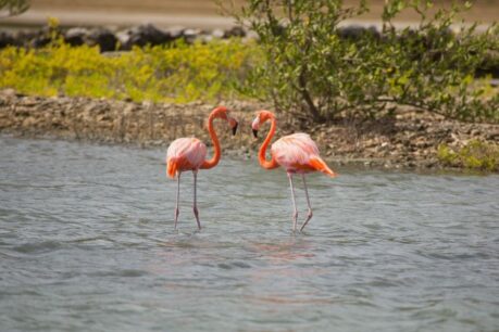 Island Adventures: Top 14 Things to Do in Curaçao
