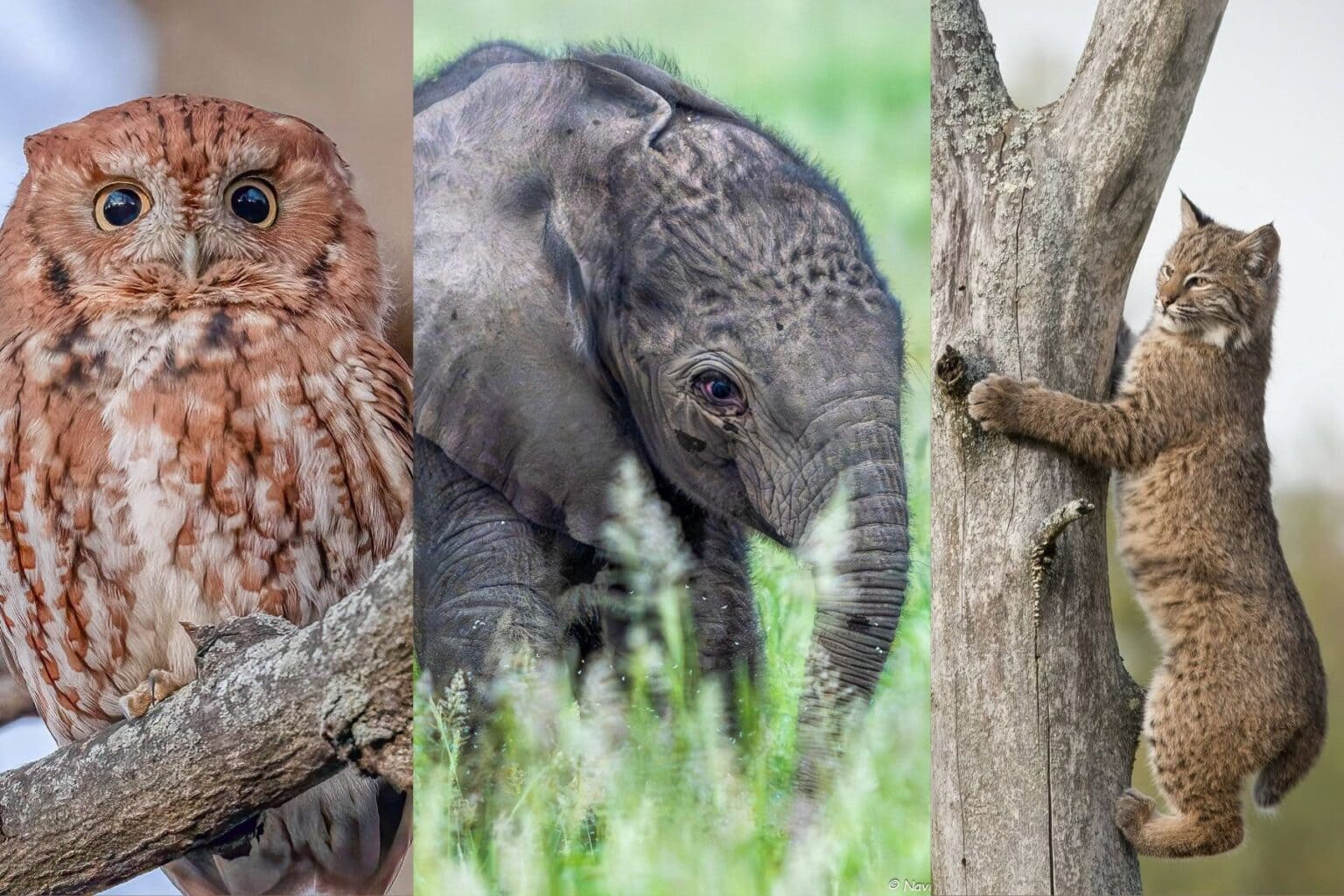 Don't Miss the Top 20 Photos from Our Wildlife Photo Contest