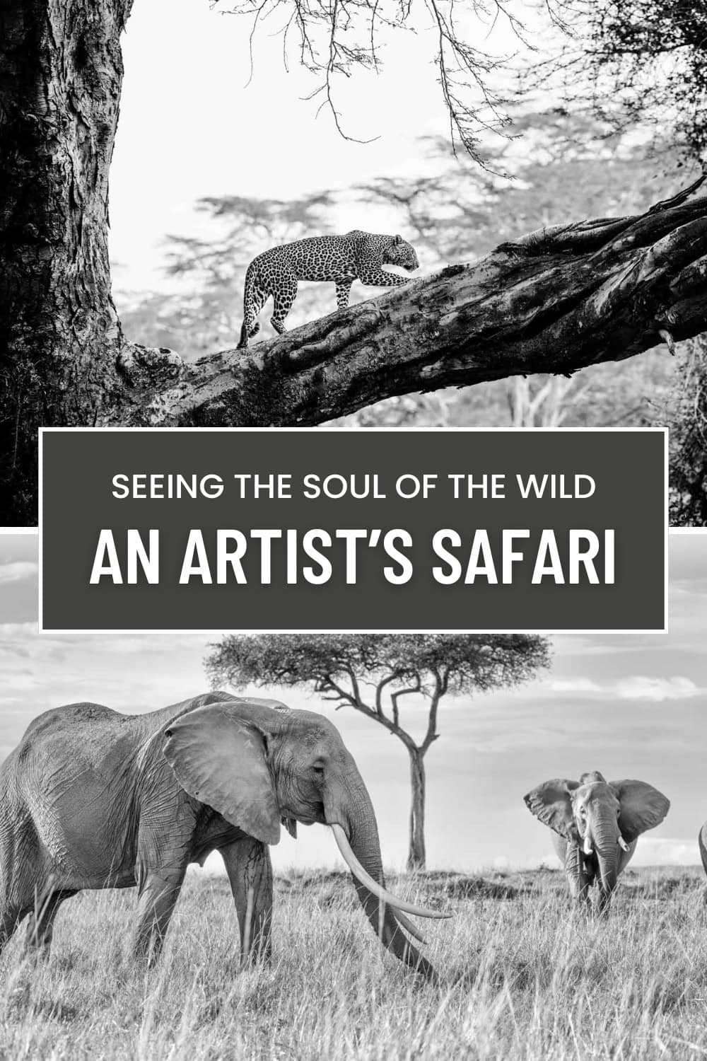 An Artist’s Safari: Seeing the Soul of the Wild in Black and White