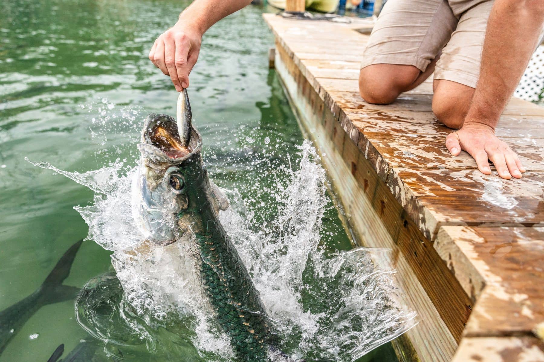 Meeting the Silver Giants of Robbie’s Marina in the Florida Keys