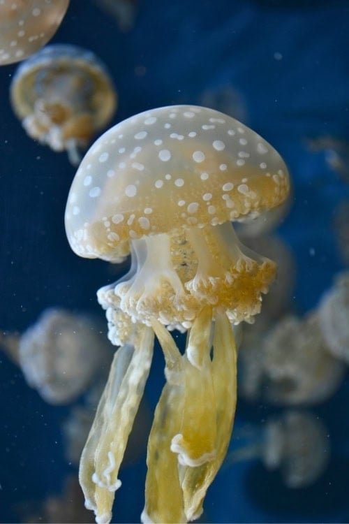 Inside Palau’s Otherworldly Underwater World