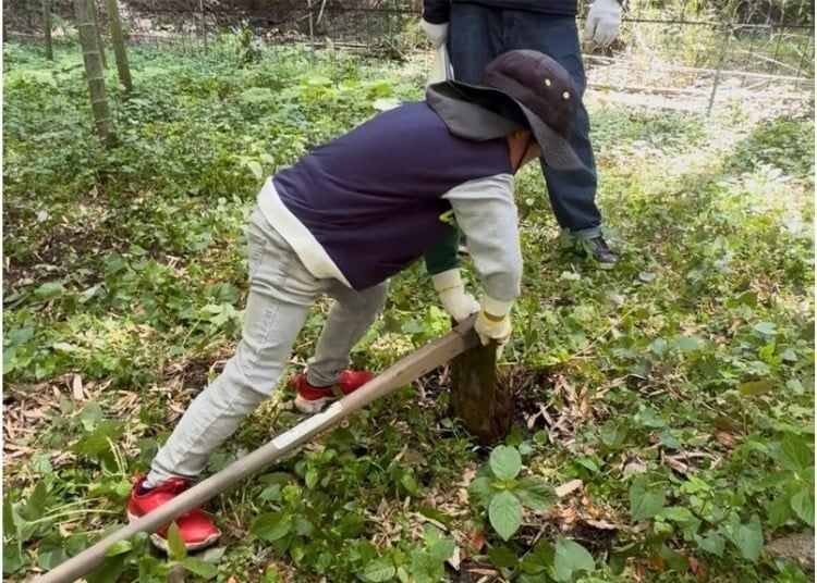 How Bamboo Farming in Japan Balances Tradition and Modernity